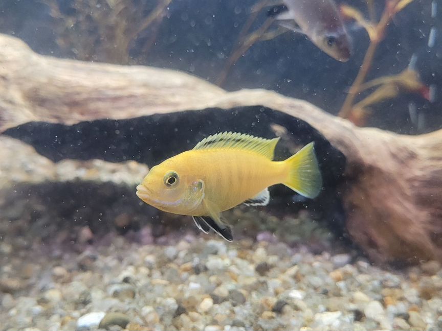 Электрический желтый лабрадор