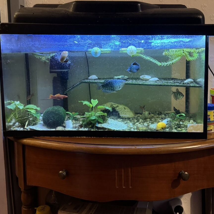 Аквариум с рыбками