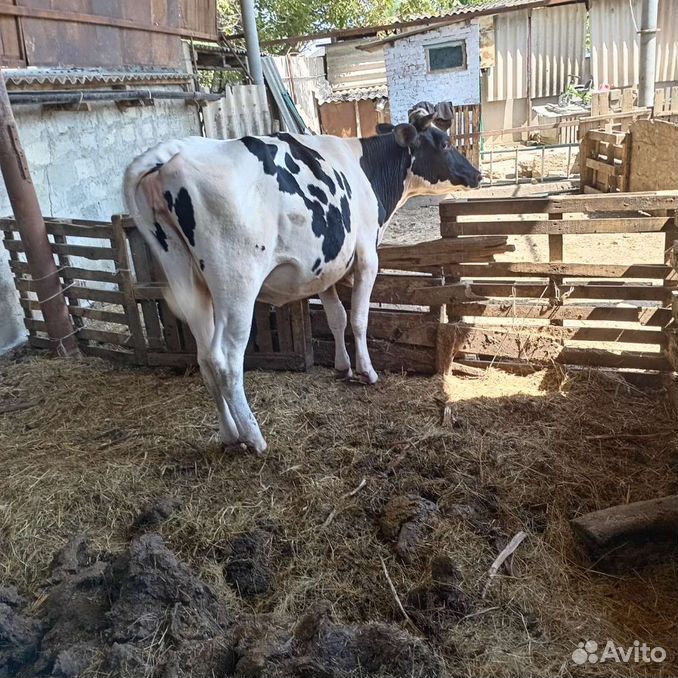 Тёлка галштинка