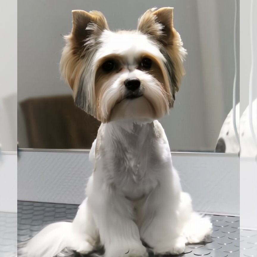 Бивер-йоркширский терьер, взрослый пёс