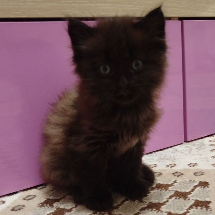 Котята в добрые руки бесплатно