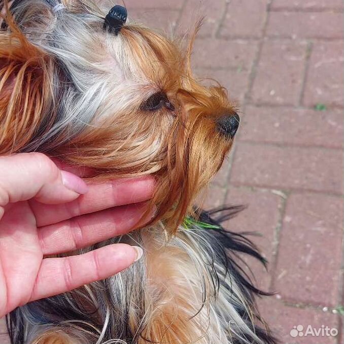 Подрощенный щенок йорка