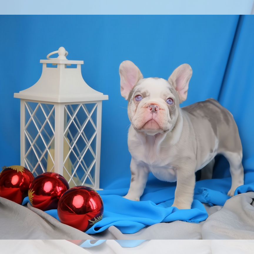 Французский бульдог, щенок