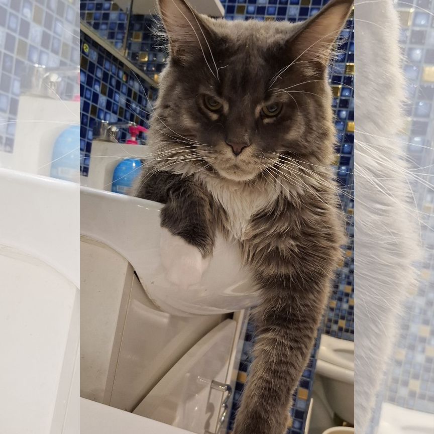 Мейн-кун, взрослый кот