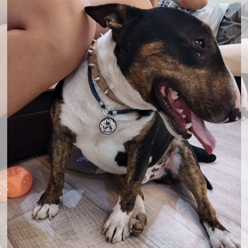 Мини-бультерьер, взрослый пёс