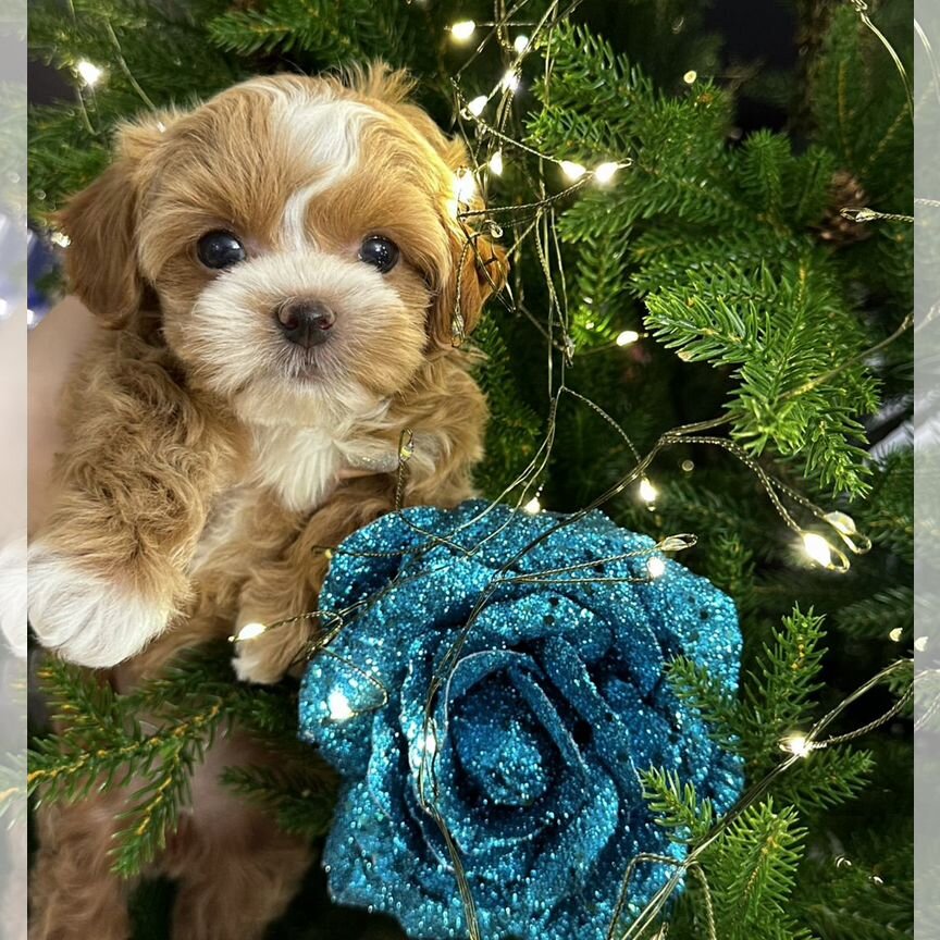 Эксклюзивные щенки мальтипу