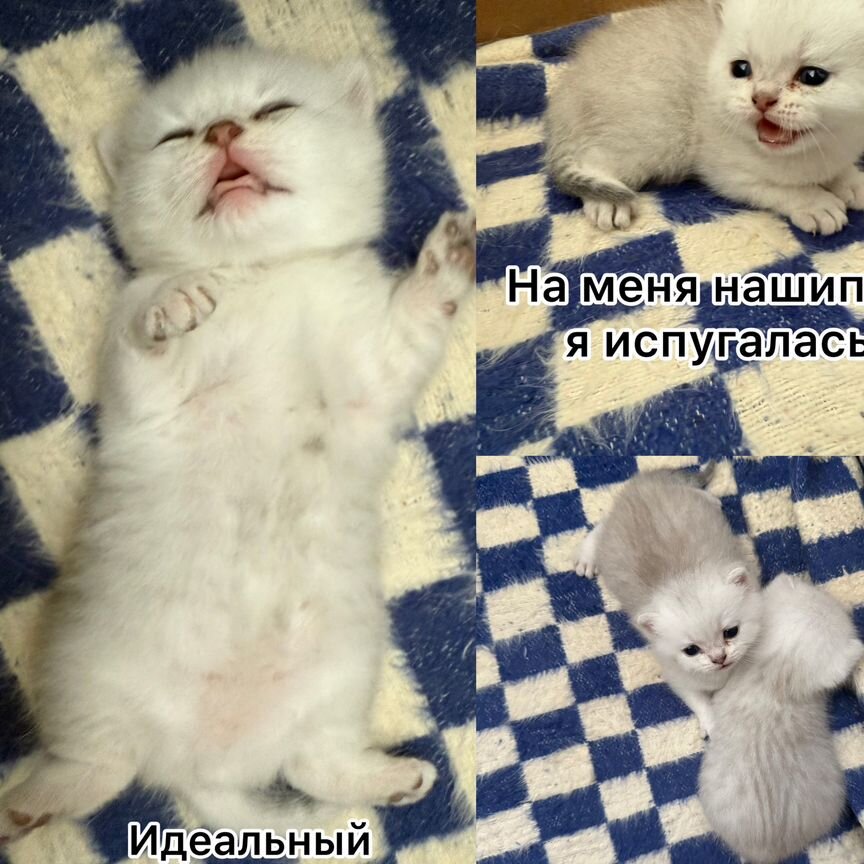 Котята шотландской серебристой Шиншиллы