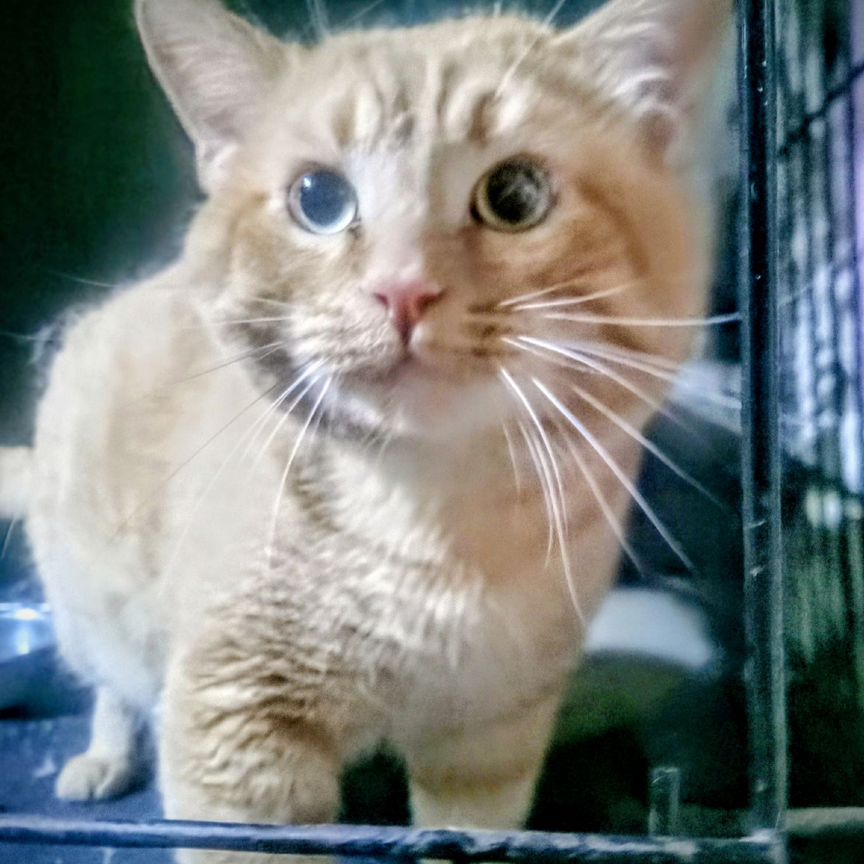 Взрослый кот в добрые руки