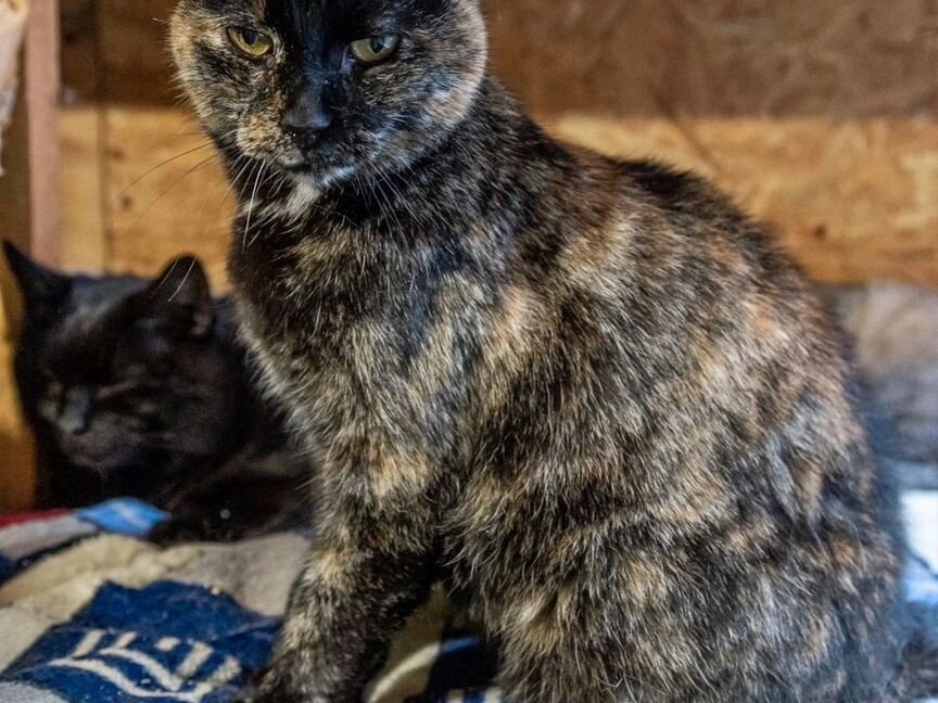 Кошки в добрые руки бесплатно