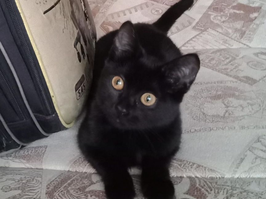 Котенок девочка 3-4 месяца