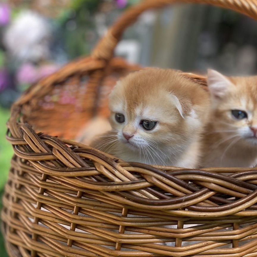 Котята золотая шиншилла