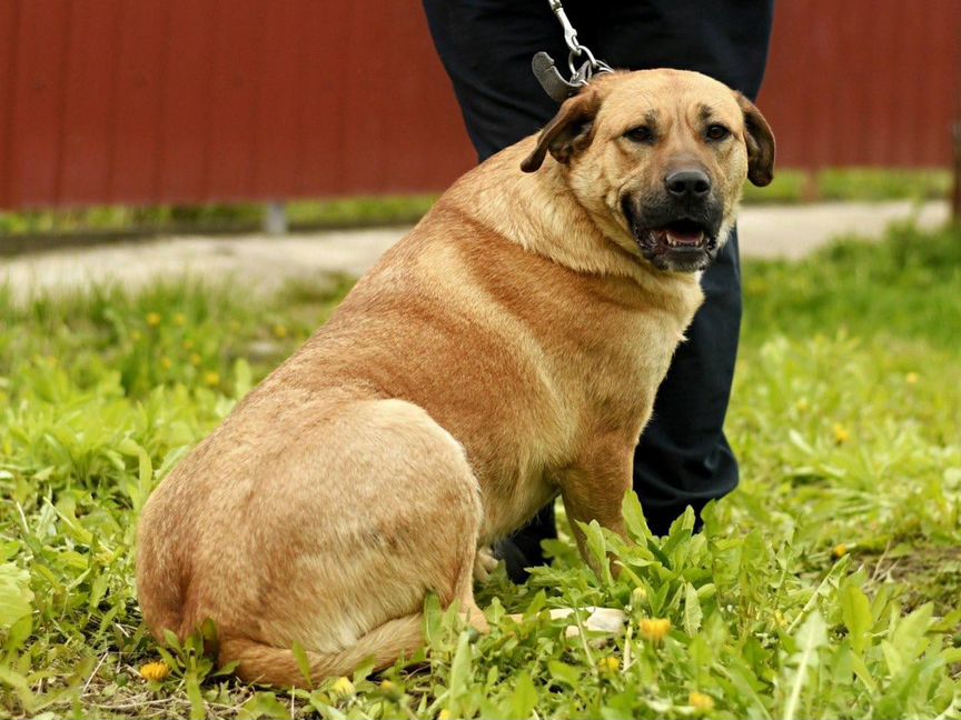 Собака Плюша ищет семью