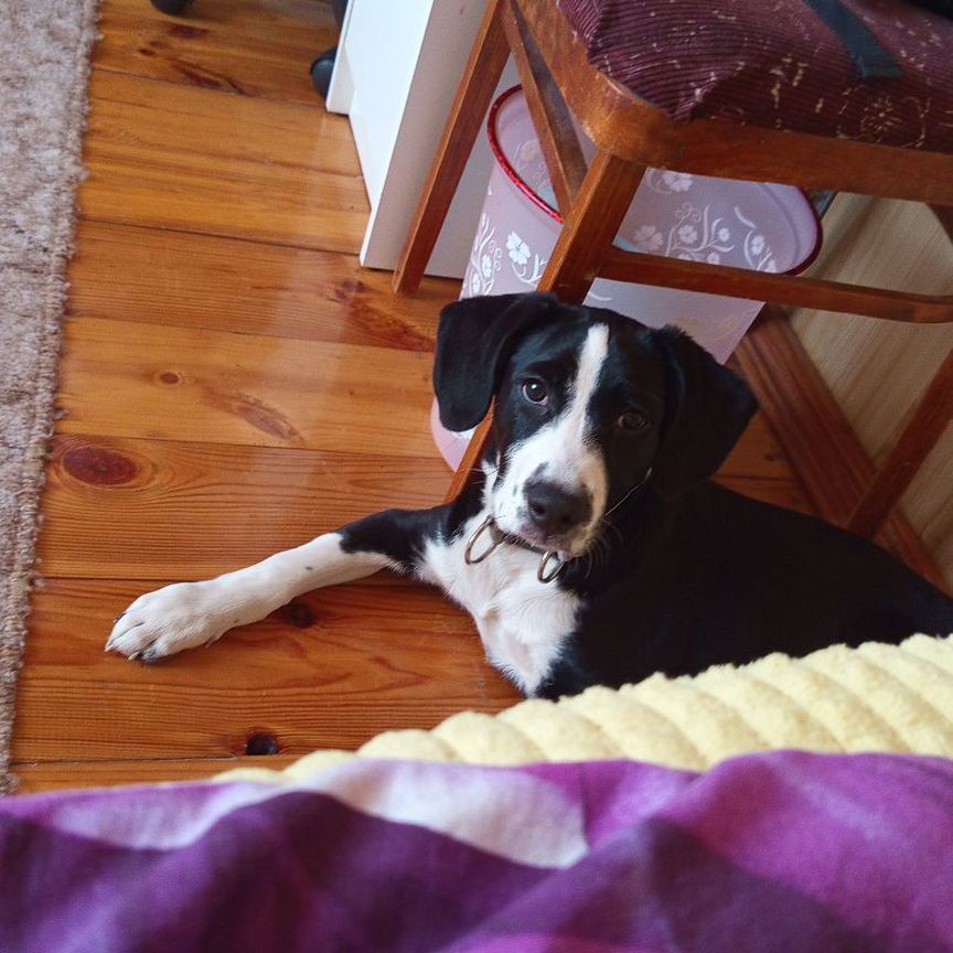 Бигль щенок