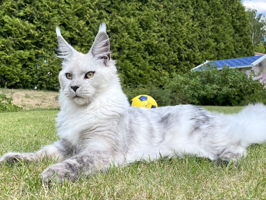 Мейн-кун - шикарный кот
