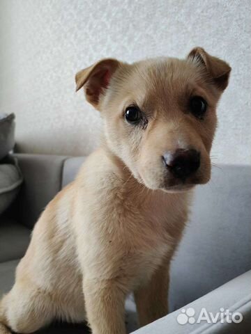 Малышка Несси ищет дом,девочка 2мес от роду