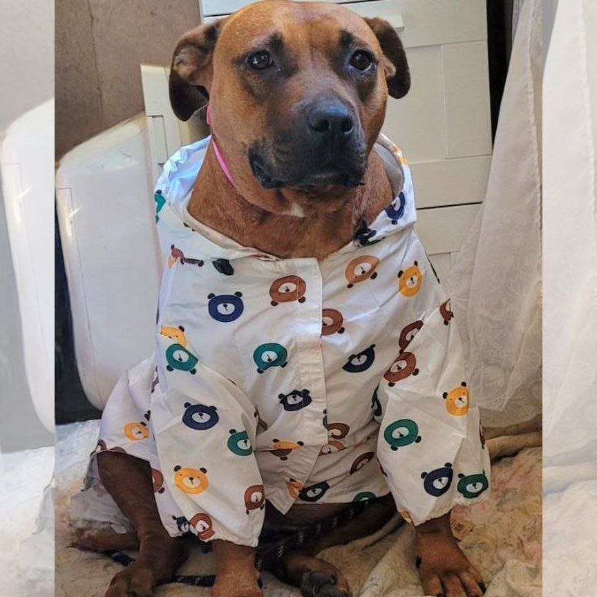 Американский питбультерьер, взрослая собака