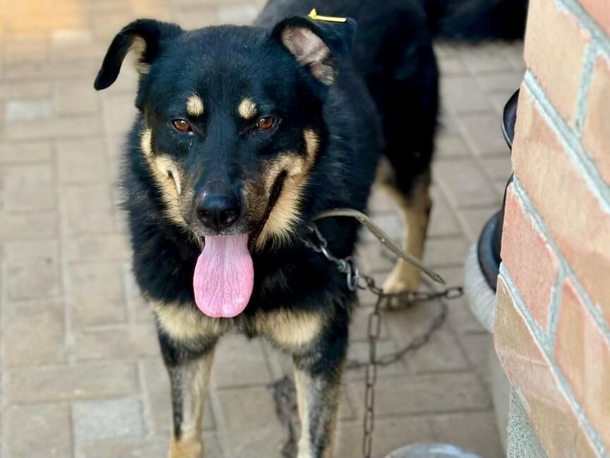 Собака в добрые руки