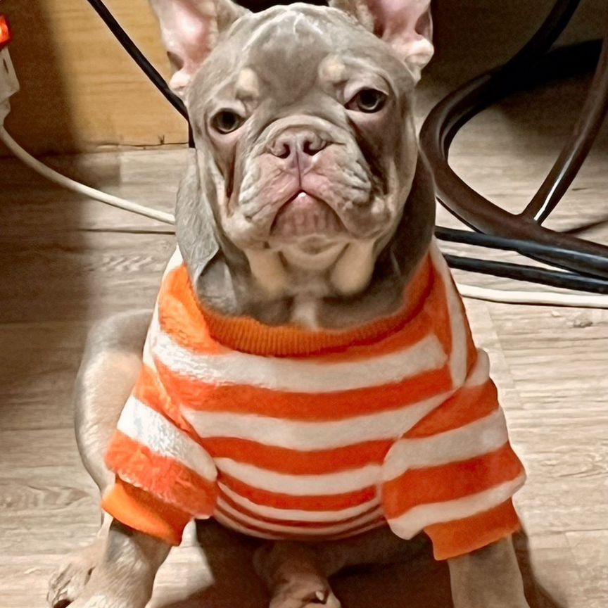 Французский бульдог щенки