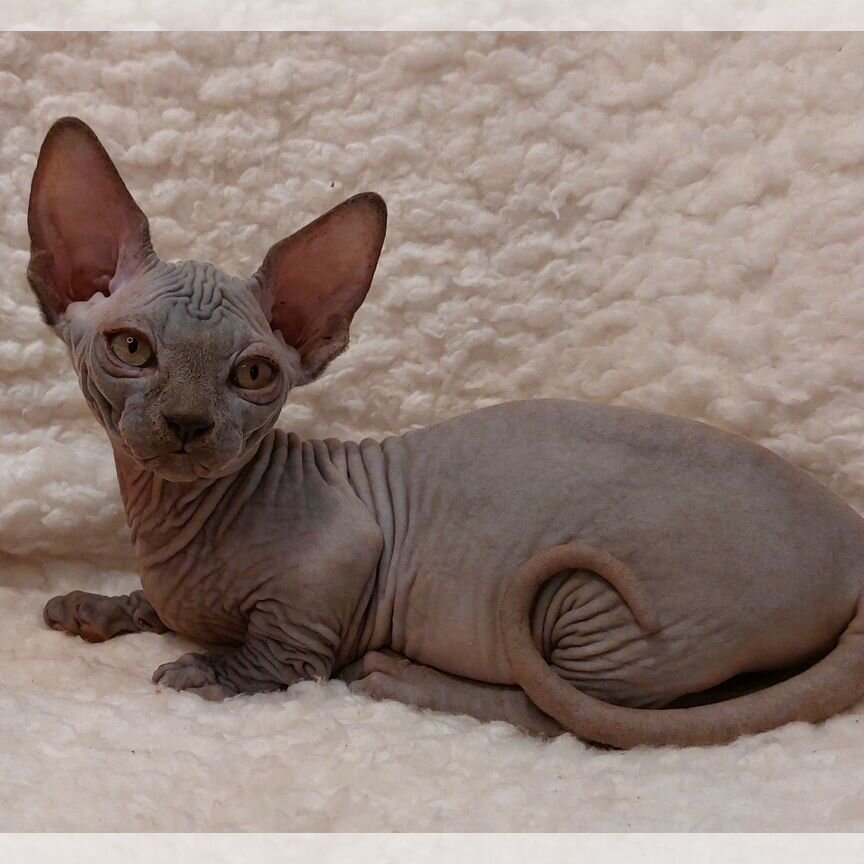 Канадский сфинкс котёнок