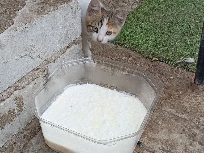 Котенок белый с пятнышками