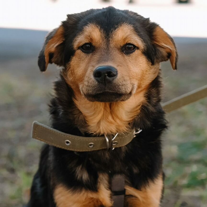 Щенок в добрые руки