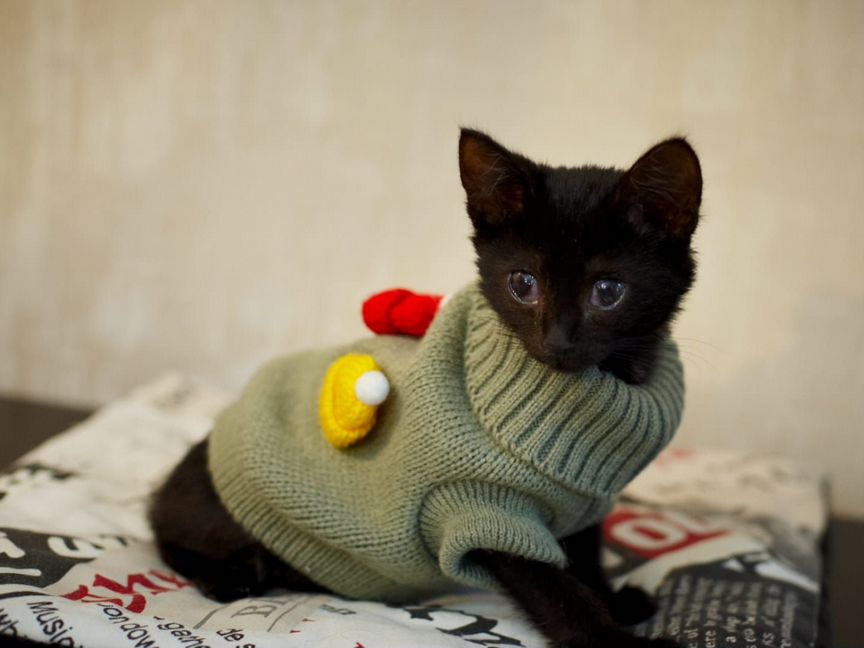 Котенок Альберт ищет дом