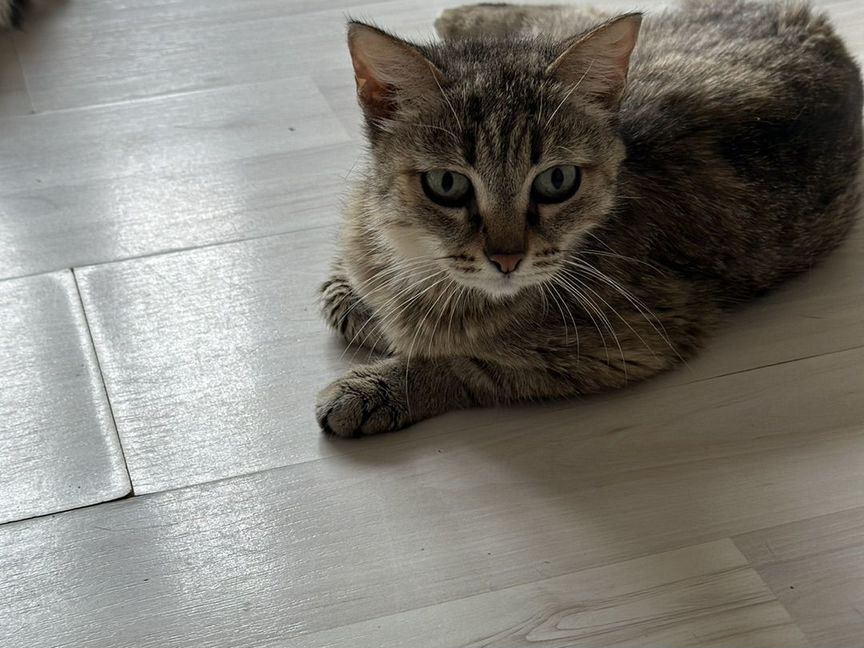 Кошка Маруся ищет дом