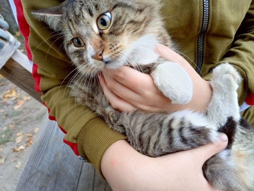 Потерянная кошка ищем хозяина в добрые руки
