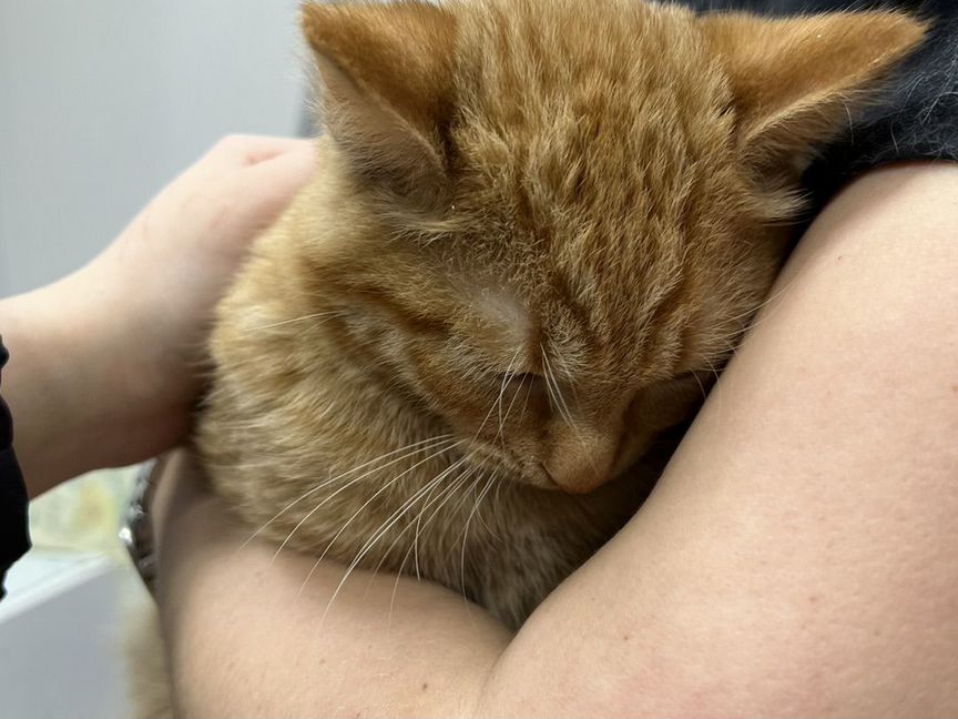 Котенок грустит без дома