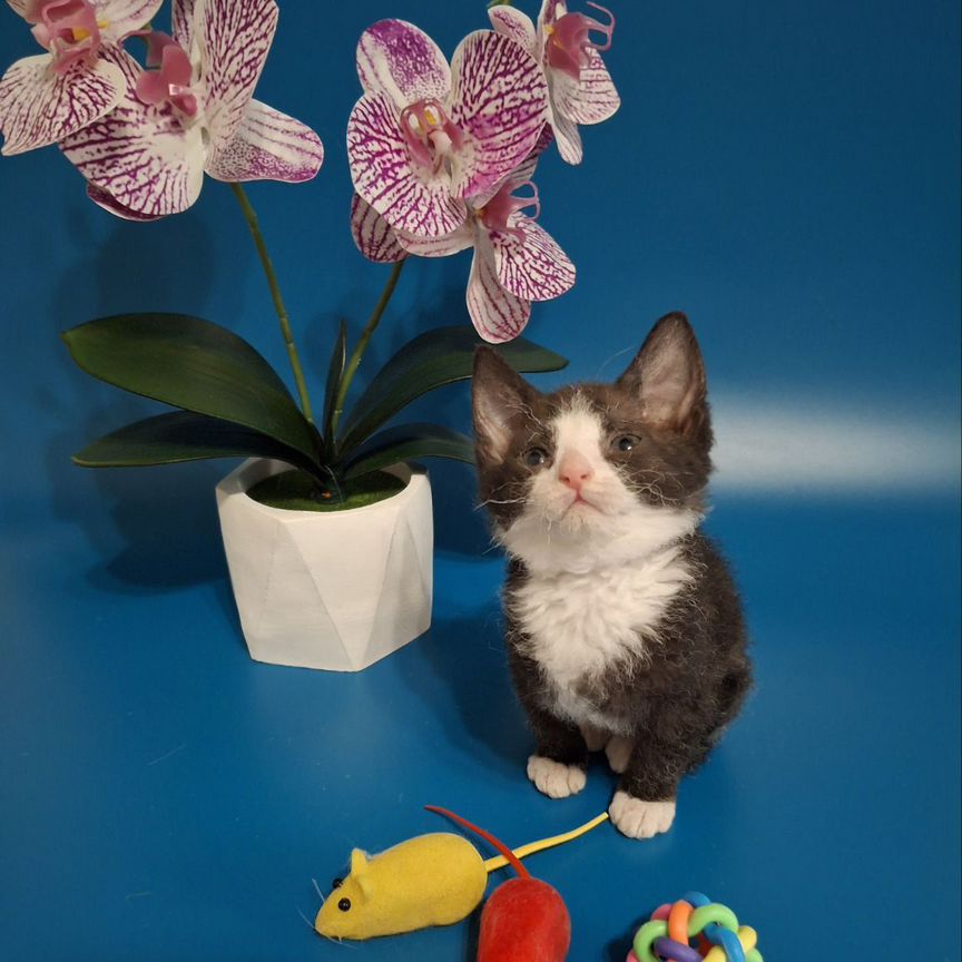 Платон -котёнок (1-1,5 месяца)