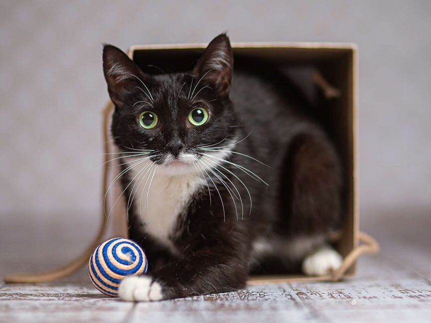 Молодая кошечка Вивьен ищет дом