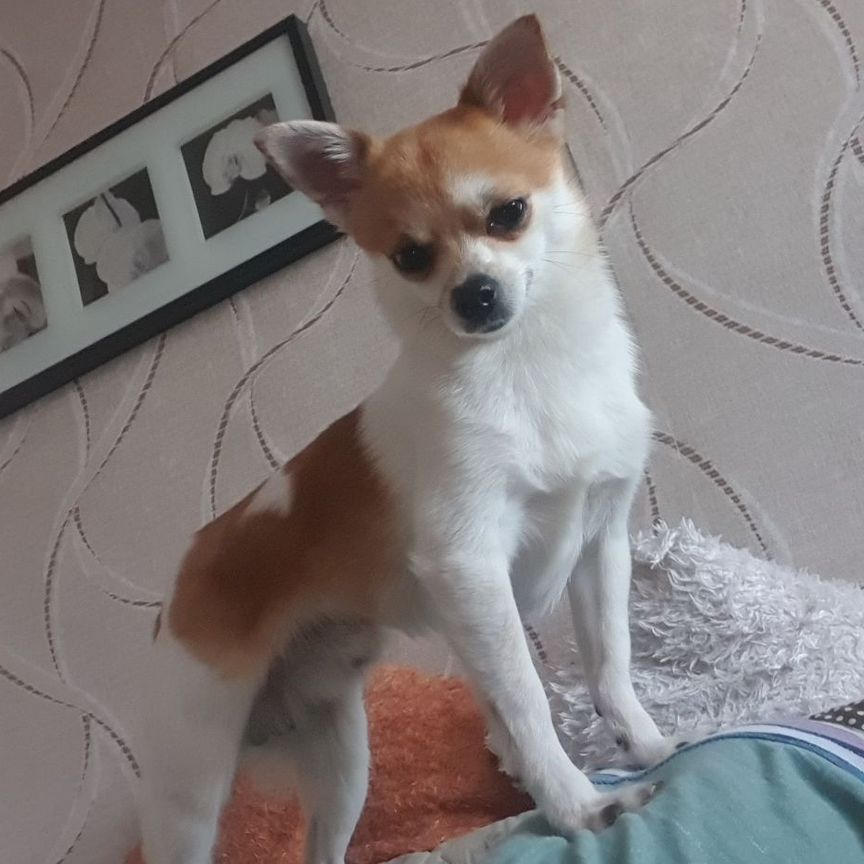 Йоркширский терьер, взрослый пёс