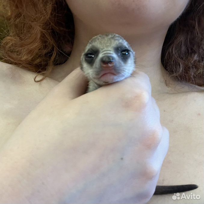 Малыши сурикат