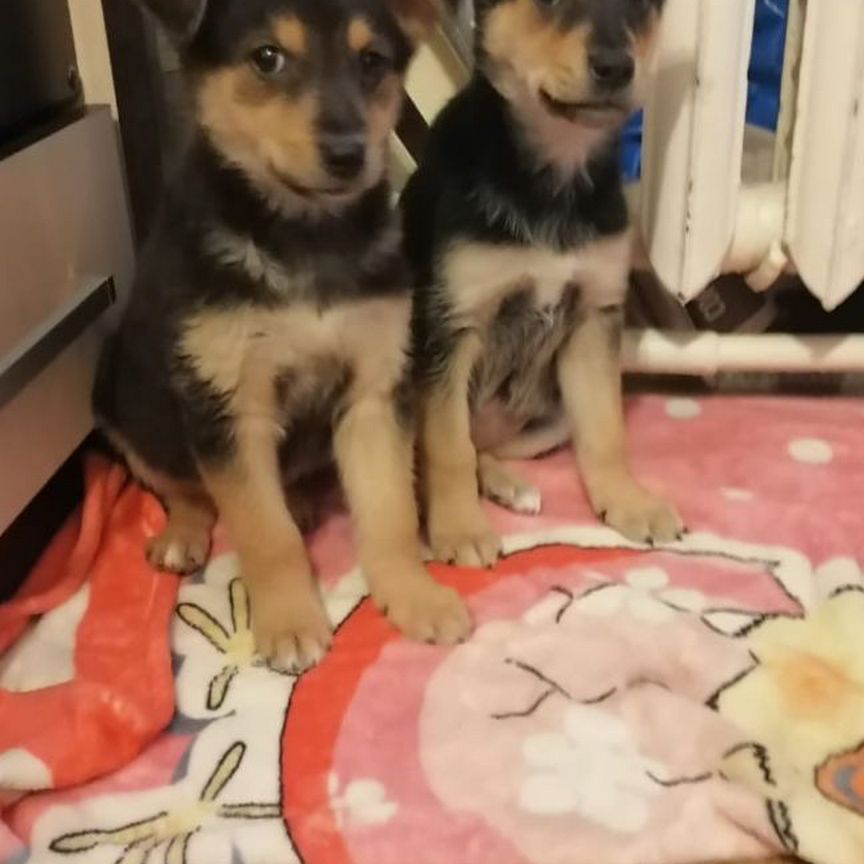 Сладкая парочка