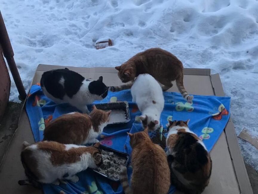 Кошки котята в деревне, помогите спасти