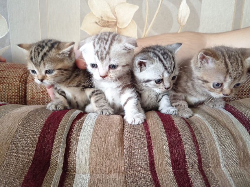 Шотландские котята