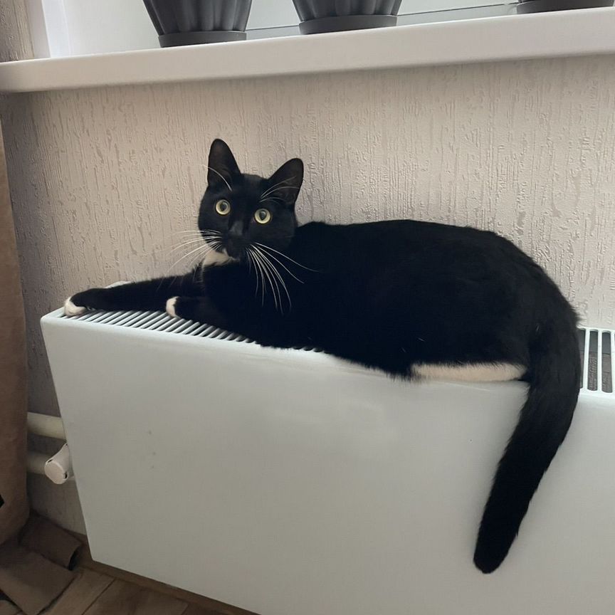 Отдам кота в любящие руки