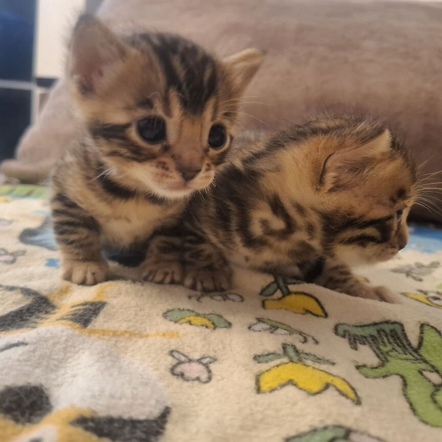Бенгальские котята