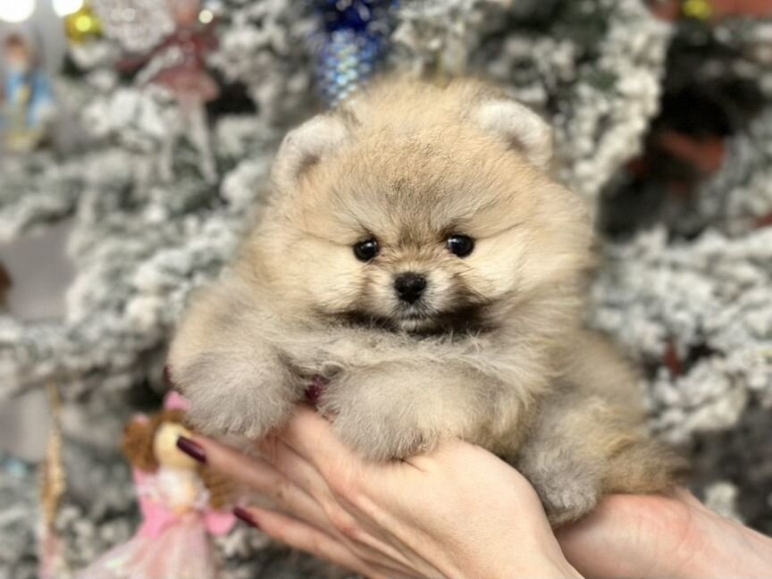 Померанский шпиц мини мишки