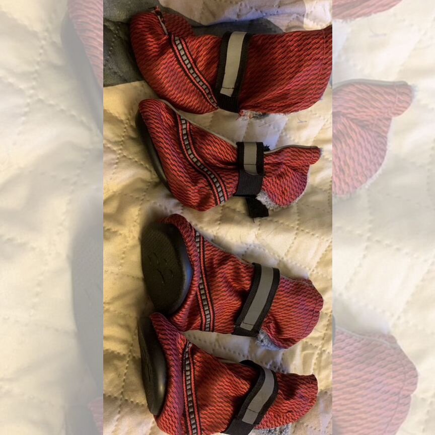 Ботинки для собаки