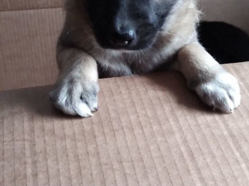 Щенульки в добрые ручки