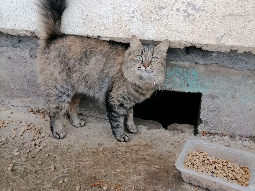 Подкинутая осенью на помойку (видео)