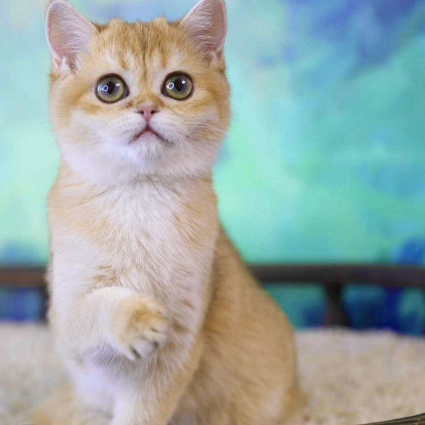 Шотландский прямоухий короткошёрстный котёнок