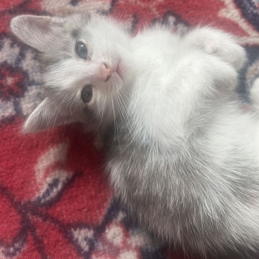 Котёнок в добрые руки