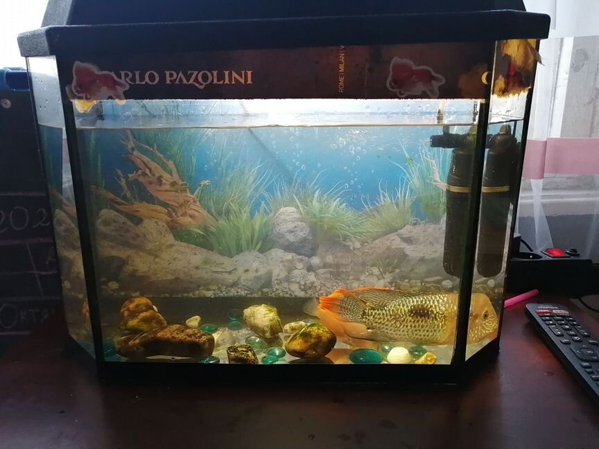 Две рыбки с аквариумом