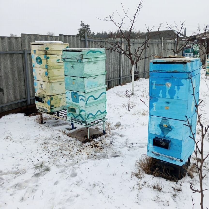 Ульи рута бу