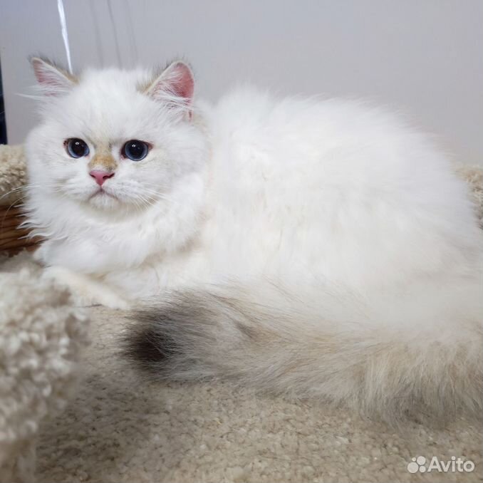 Британский длинношерстный колорный котик