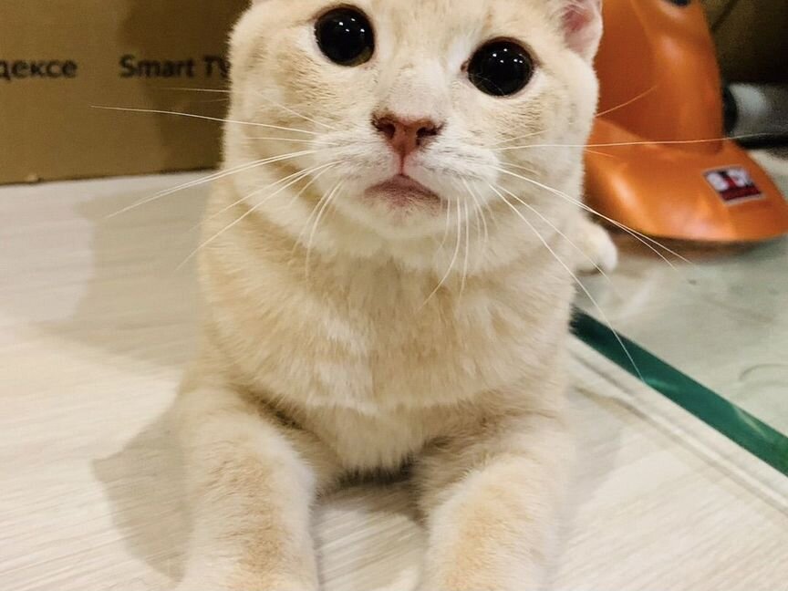 Персиковая девочка котенок