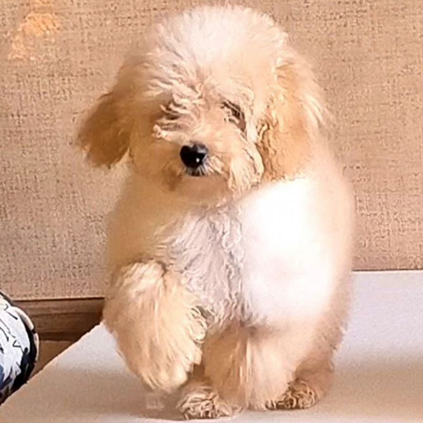 Мальтипу, щенок