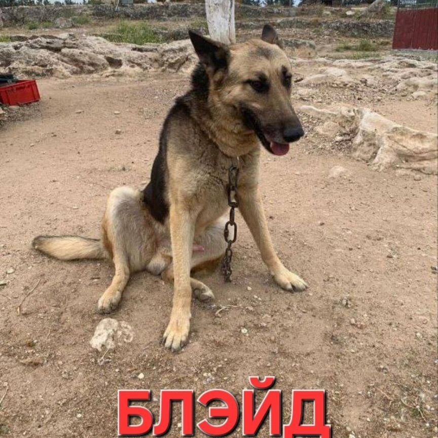 Собака ищет дом